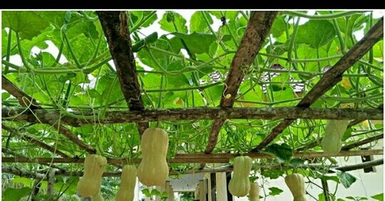 Agribisnis Terpercaya : ATPH