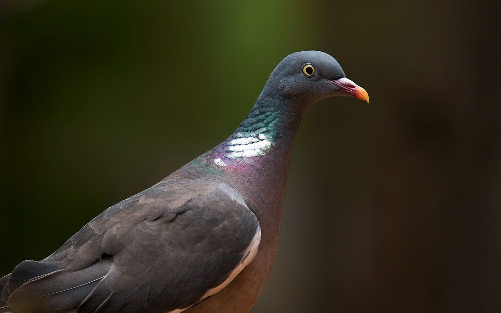 Awesome & Beautiful wallpapers OF Pigeon In HD - For More Wallpapers ...