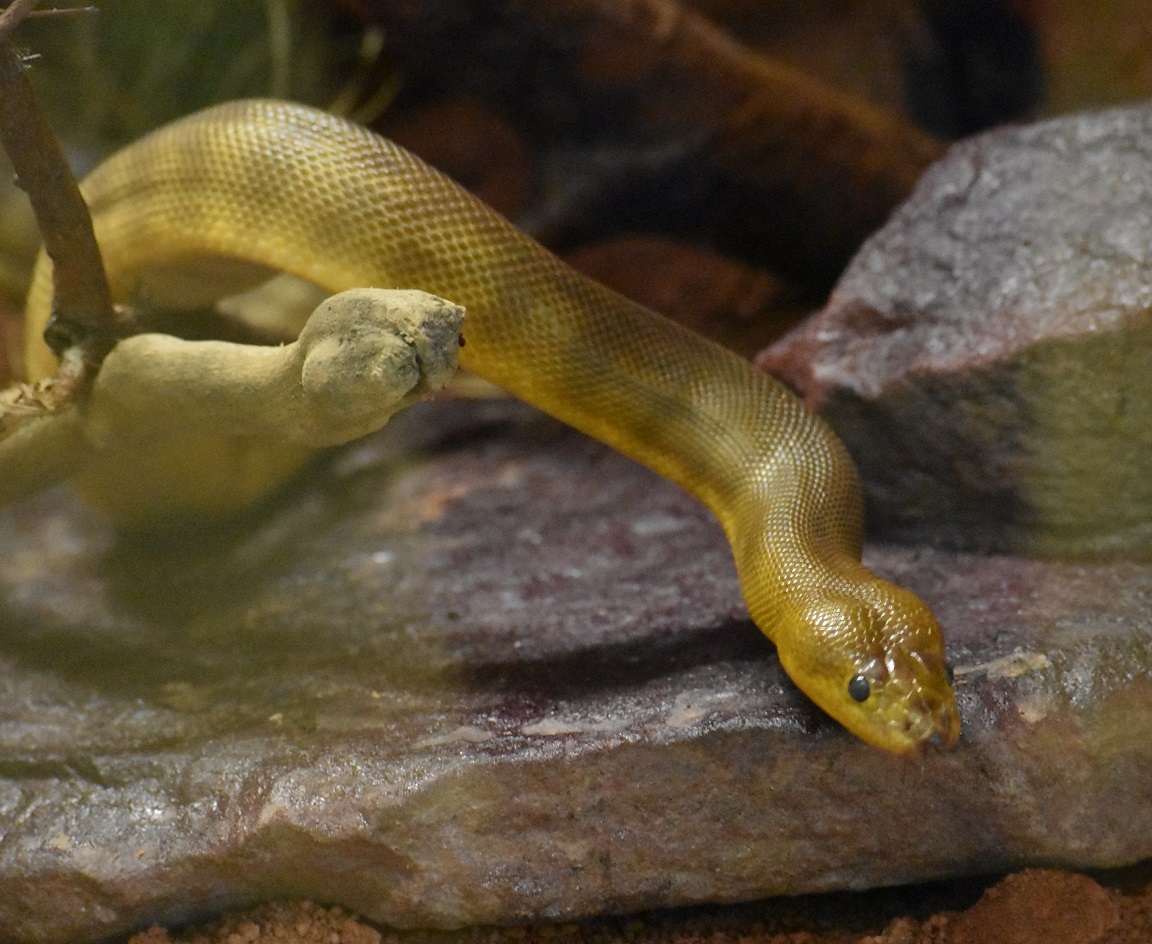 ZOOTOGRAFIANDO (6.100 ANIMALS): PITÓN DE RAMSAY / RAMSAY´S PYTHON ...