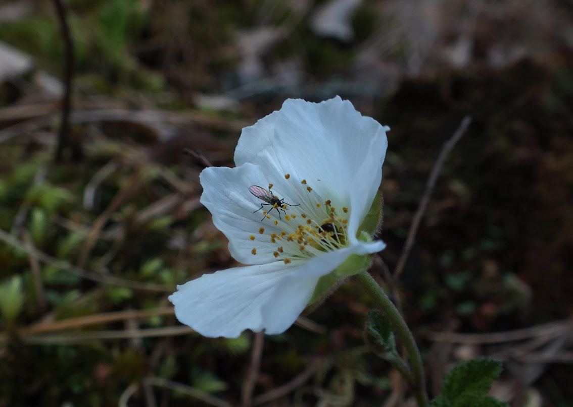 Harakan sivut: SUOKUKKA, RAATE ja MUURAIN
