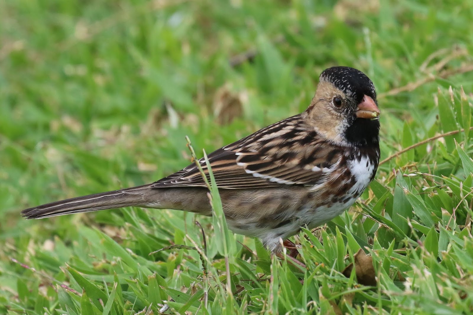 Antshrike's Bird Blog: Harris's Sparrow at South Padre Island, 11/2/19