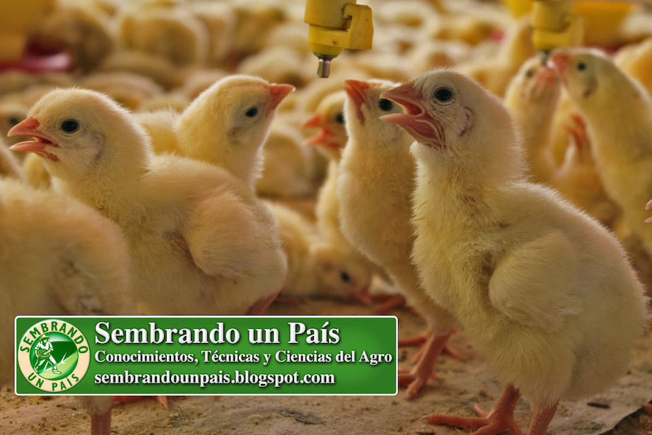 Manual Agronómico: Cría del Pollo de Engorde (Avicultura)