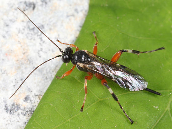 Insects Galore!: Ichneumon Wasp (Pimpla sp.)