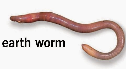 luisminglish - Science: Vertebrates vs Invertebrates