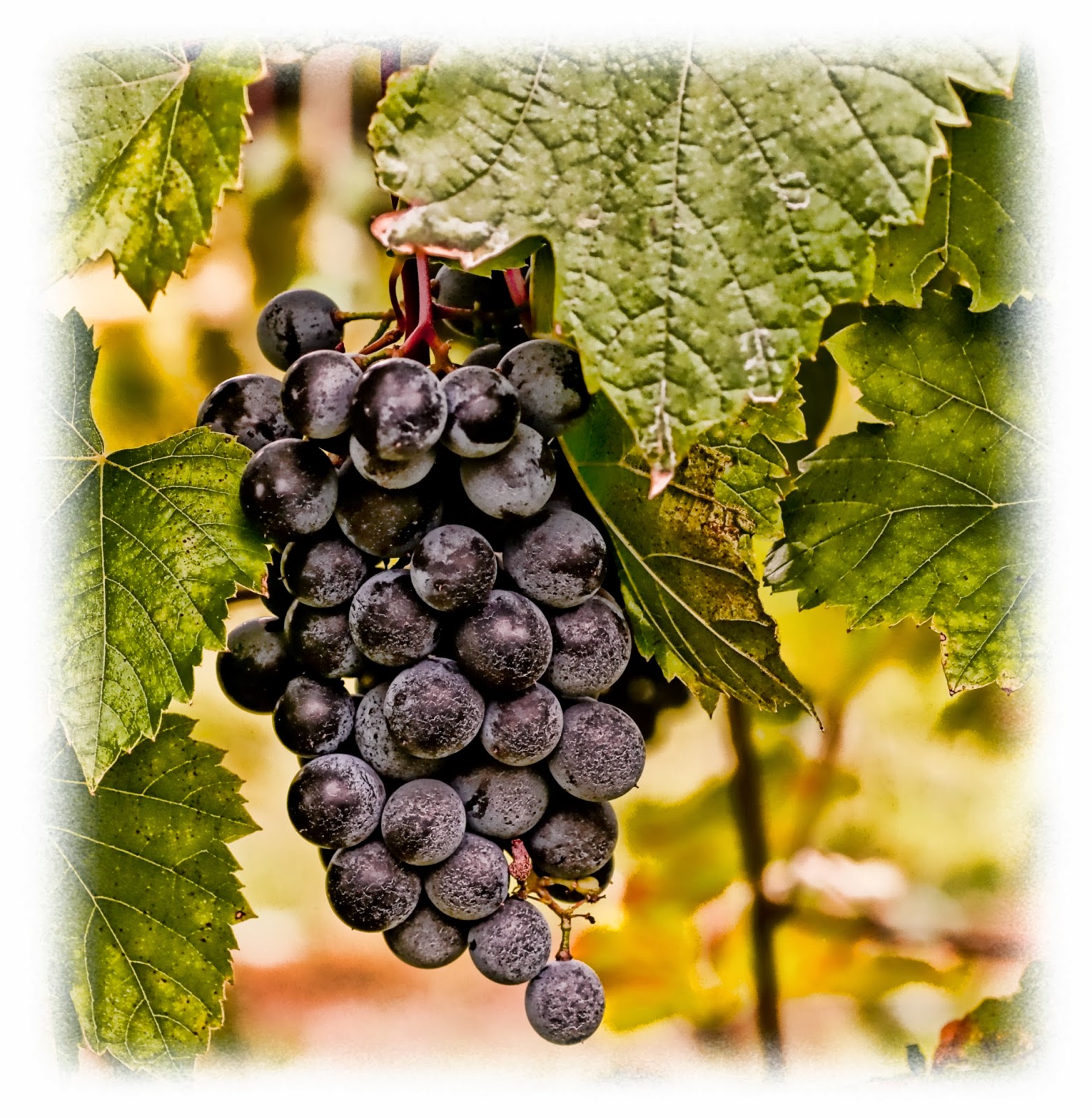 Taste of the Trail: Get To Know The Official Wine Grape of the Lehigh ...