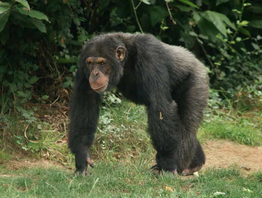 Let's Talk Primates: Mean male chimps produce more offspring ...