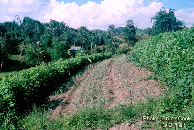 Flemingia congesta | anakagronomy[dot]com