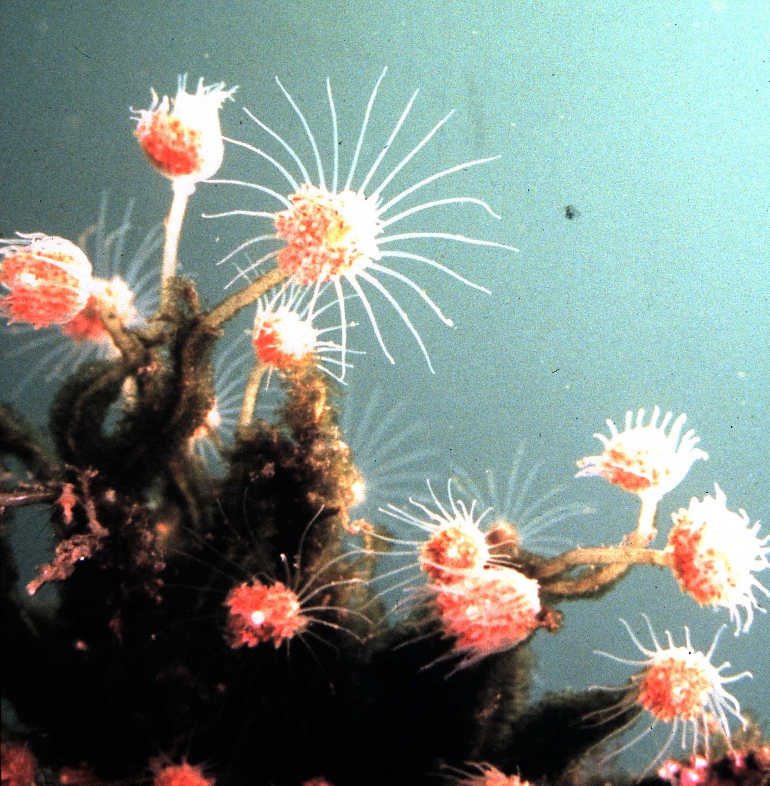 Notes from Halibut Point: Under the Sea, Part Two