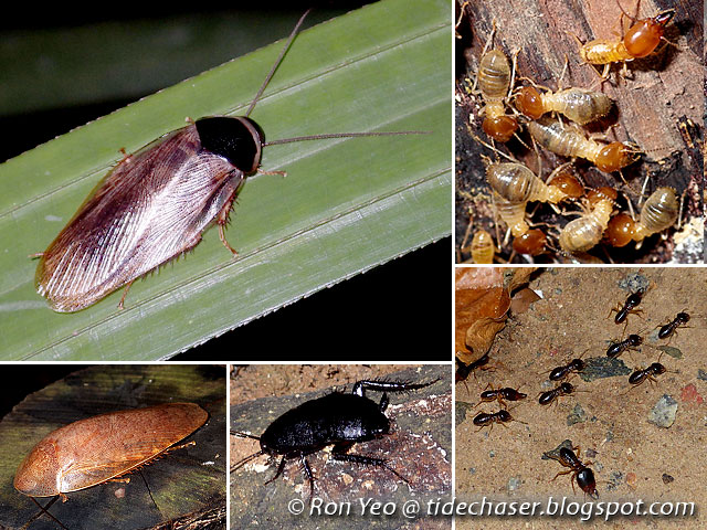 tHE tiDE cHAsER: Insects (Phylum Arthropoda: Class Insecta) of Singapore
