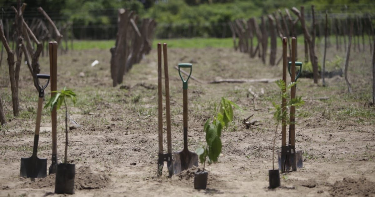 Sowing life through tree planting