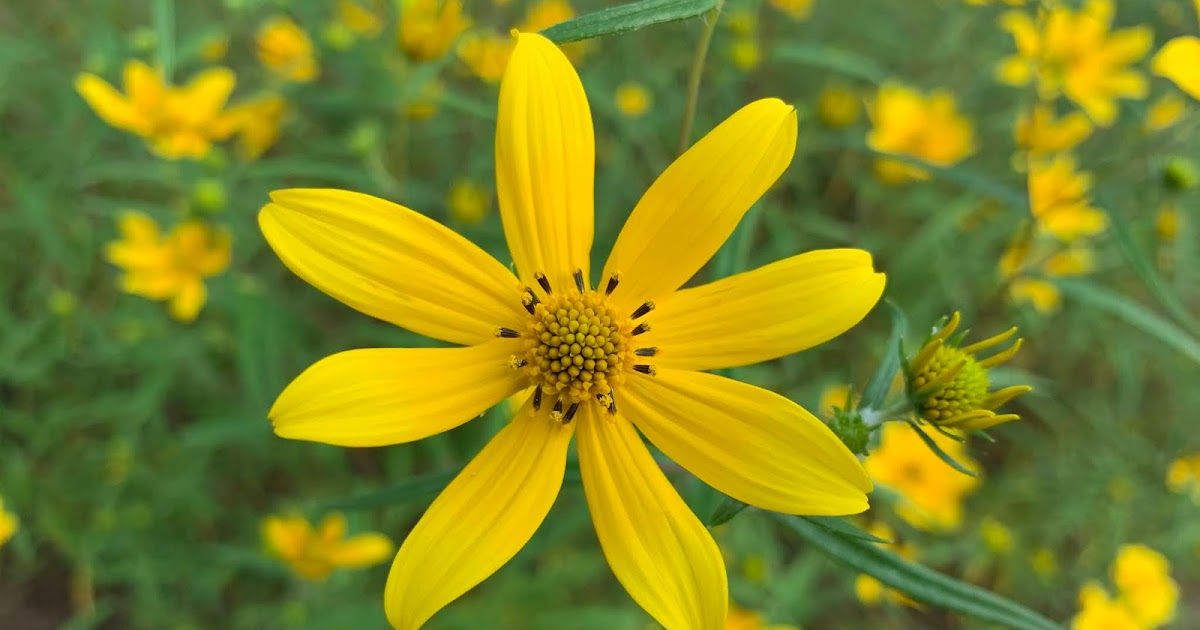 Weekend Wanderluster: Daisy Days at Arabia Mountain (DeKalb County ...