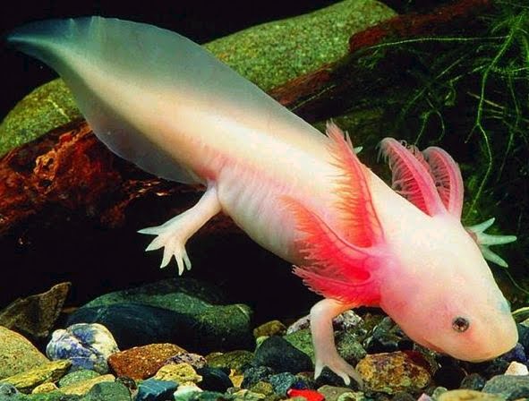 FRAGMENTALIa: Axolotl