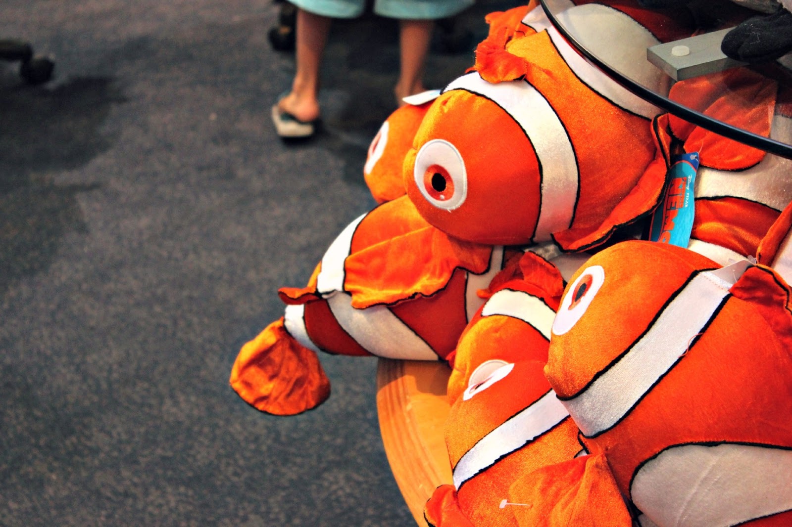 306 Days Sydney: Real Life Finding Nemo
