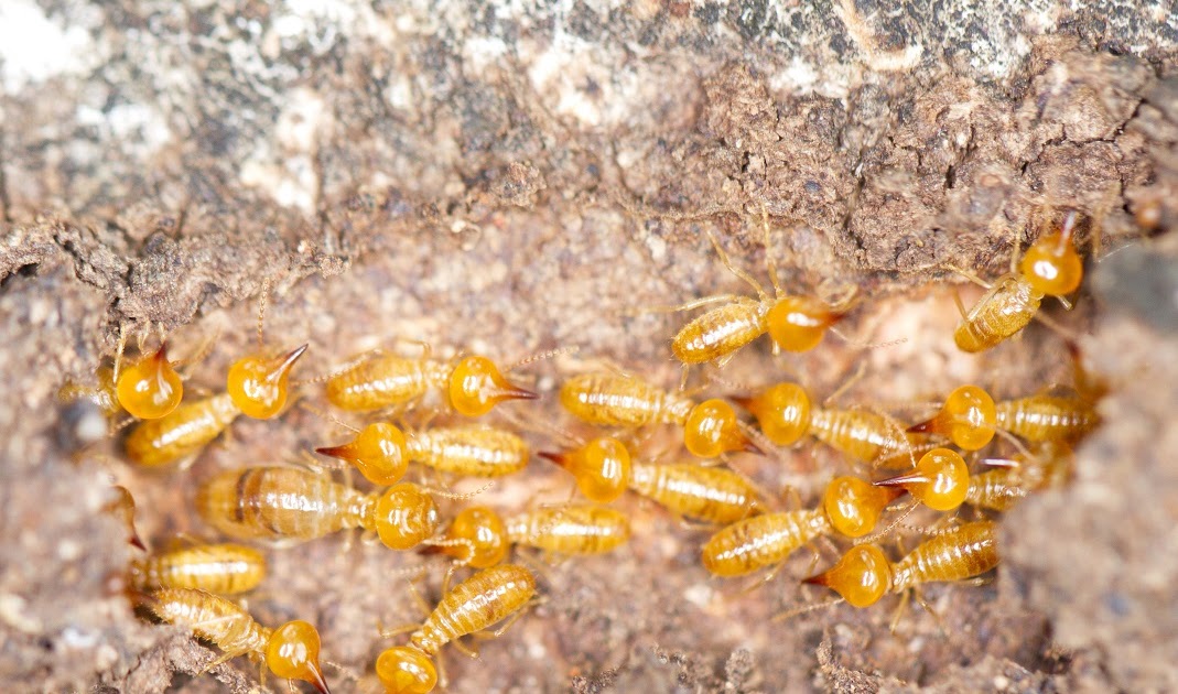 Termite Control Service in Bay Area