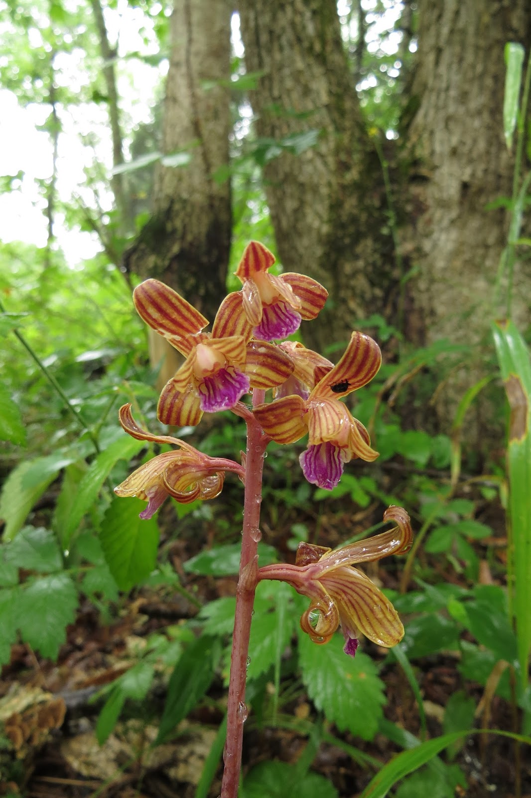 Around the Bend: Ohio Orchids 4