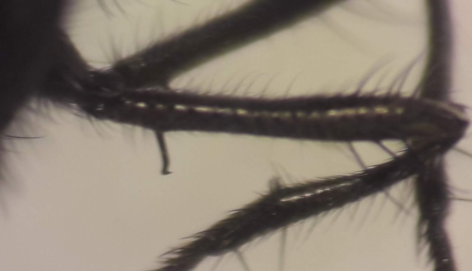 Flies of Fife: Hydrotaea at Cullaloe LNR