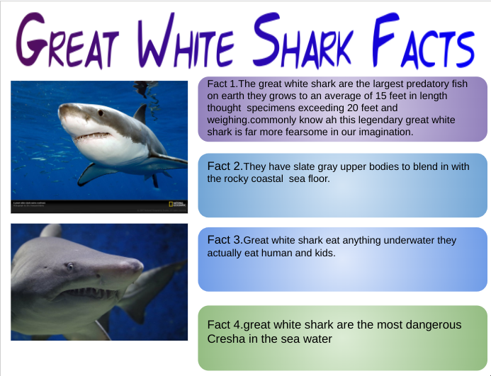Matelita @ Pt England School: Fact about great white shark