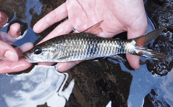 Ikan Hampala - 7 Jenis Ikan Predator yang Bisa di Pelihara - Hewan Air Info