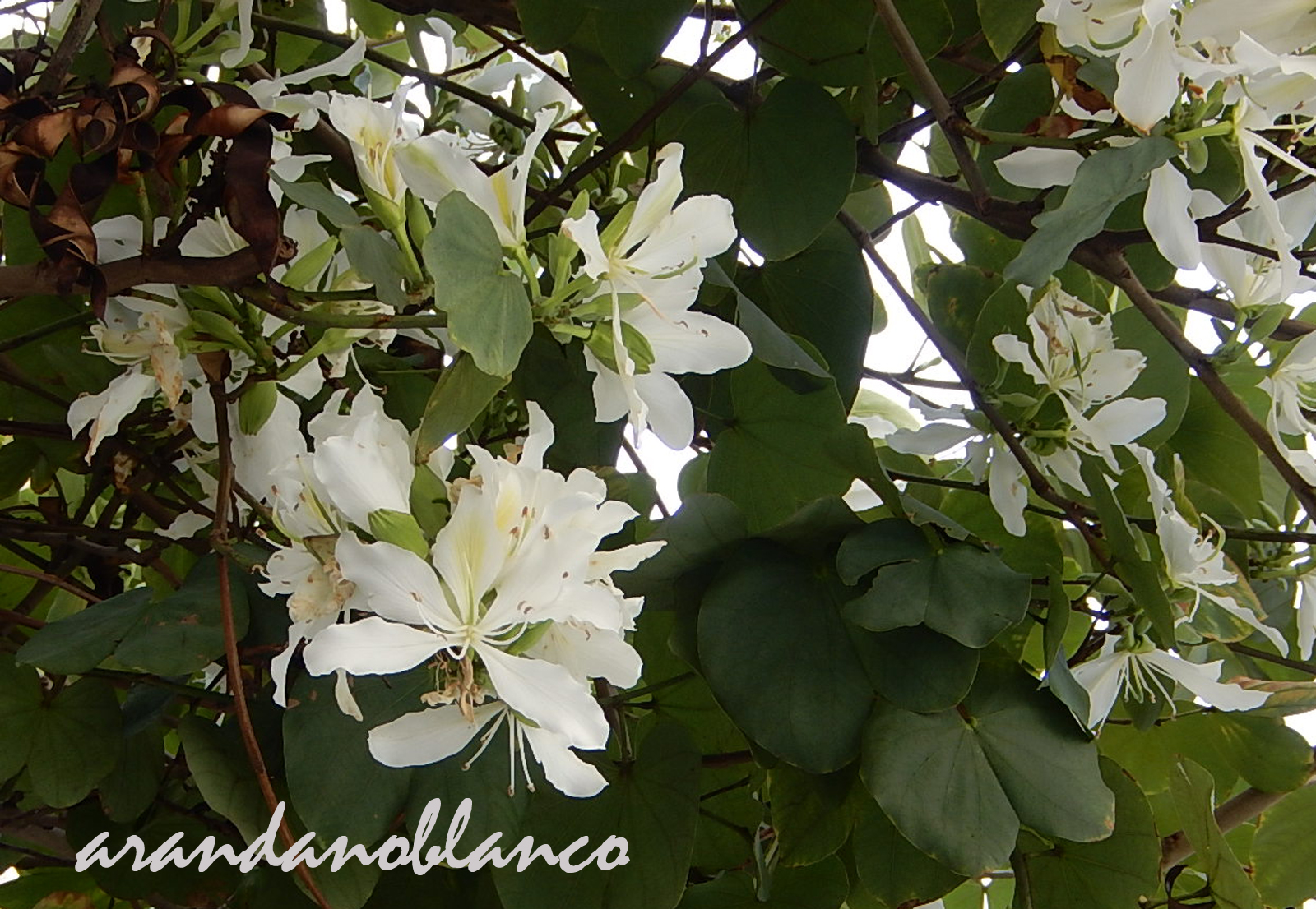 elarbolmiamigo-encinarosa: Bauhinia forticata – Pezuña de buey – Pata ...