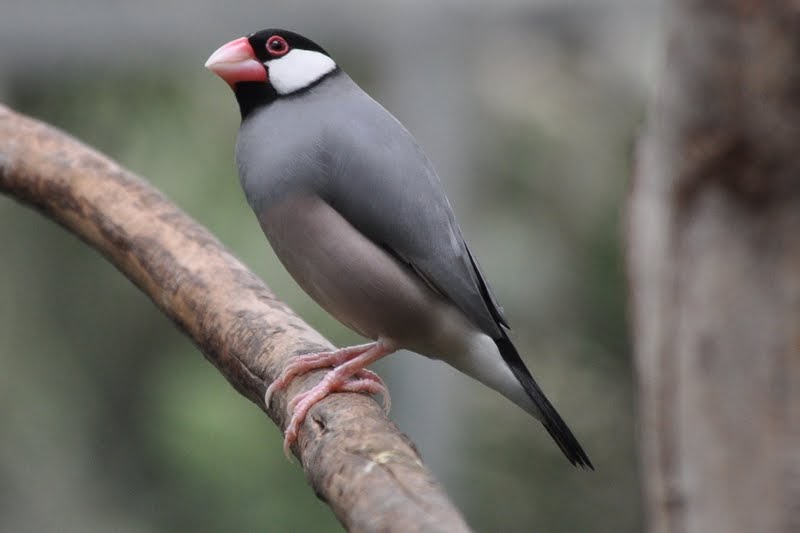 ZOOTOGRAFIANDO (6.096 ANIMALS): GORRIÓN DE JAVA / JAVA SPARROW ...