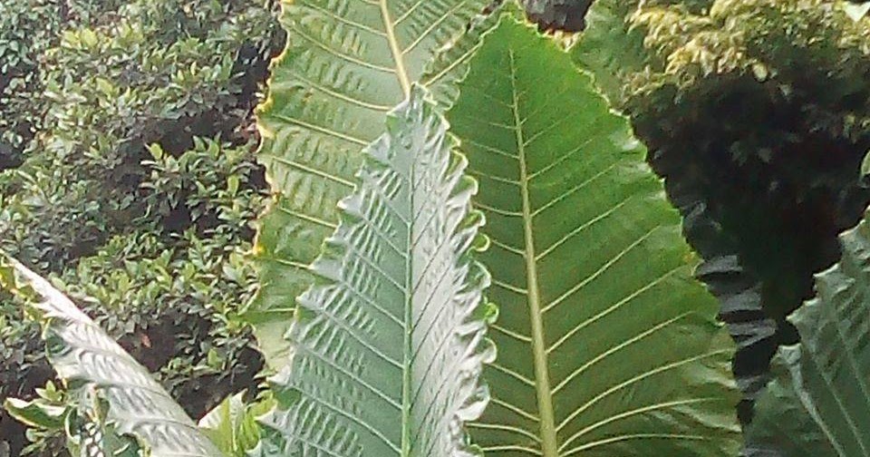 Glossary of Filipino Food: List of obscure Philippine starchy rootcrops