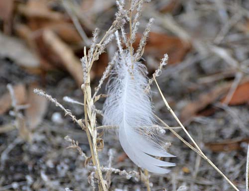 Side Trips: DEER HUNTING