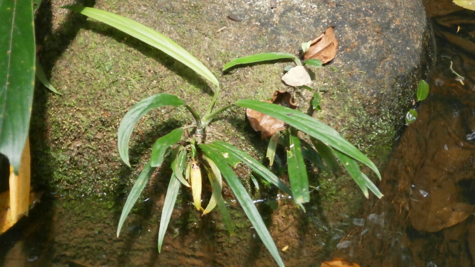 It's All About Aquascaping!: Piptospatha, Ferns, Mosses & Aridarum species