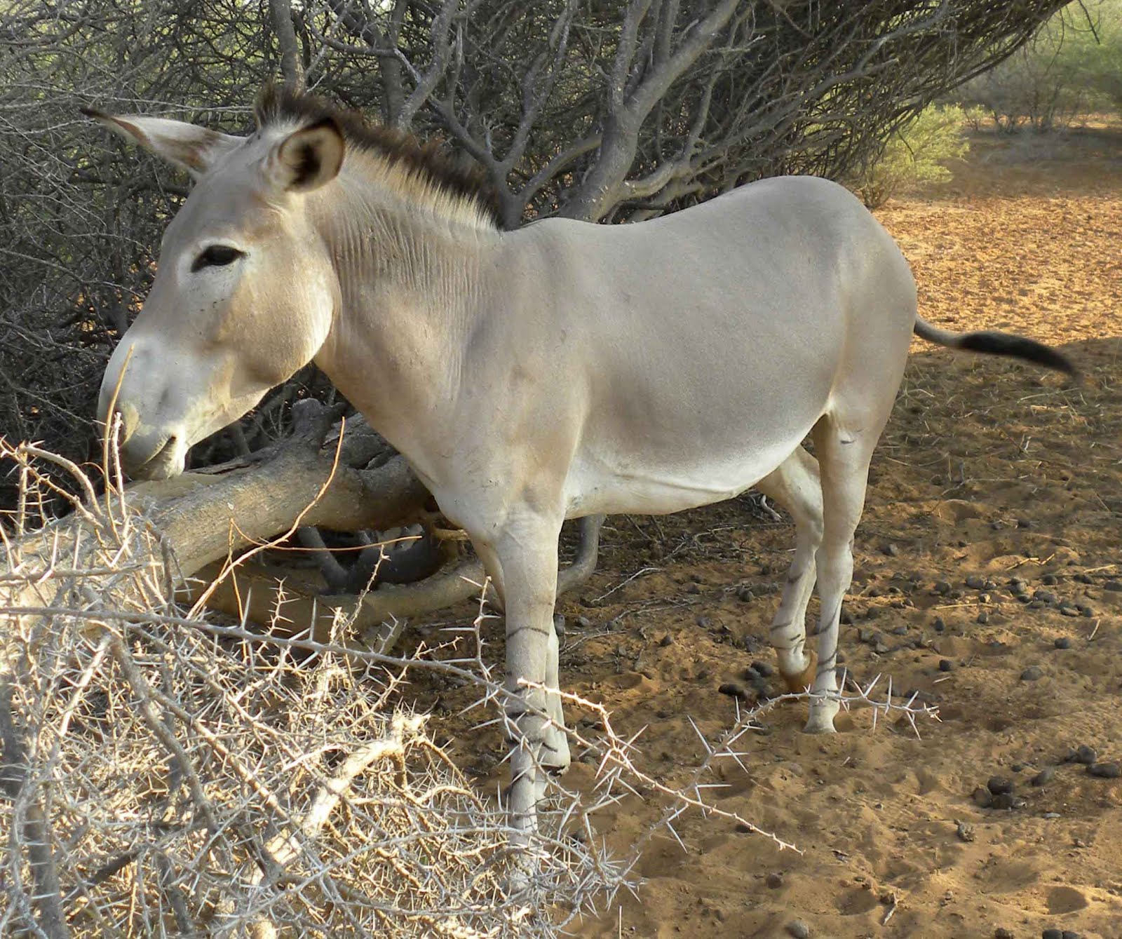 Faune/Flore Afrique de l'Est: Âne sauvage d'Afrique