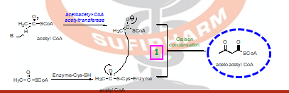 Acetate Pathway I Pharmacognosy and Phytochemistry (T. Y. B. Pharm Sem ...