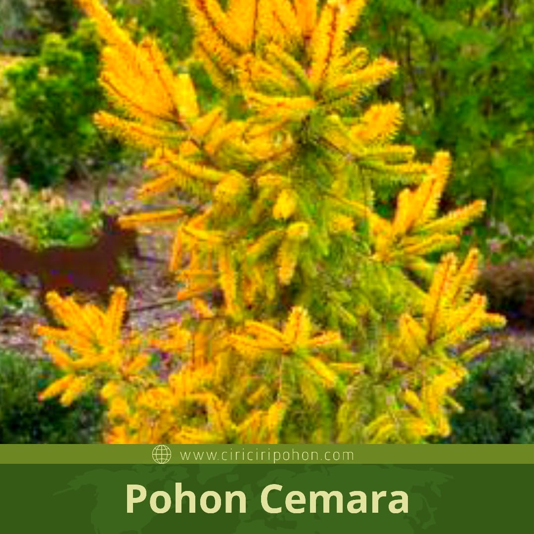 Berbagai Jenis Pohon Cemara yang Harus Diketahui Setiap Orang - Ciriciripohon.com