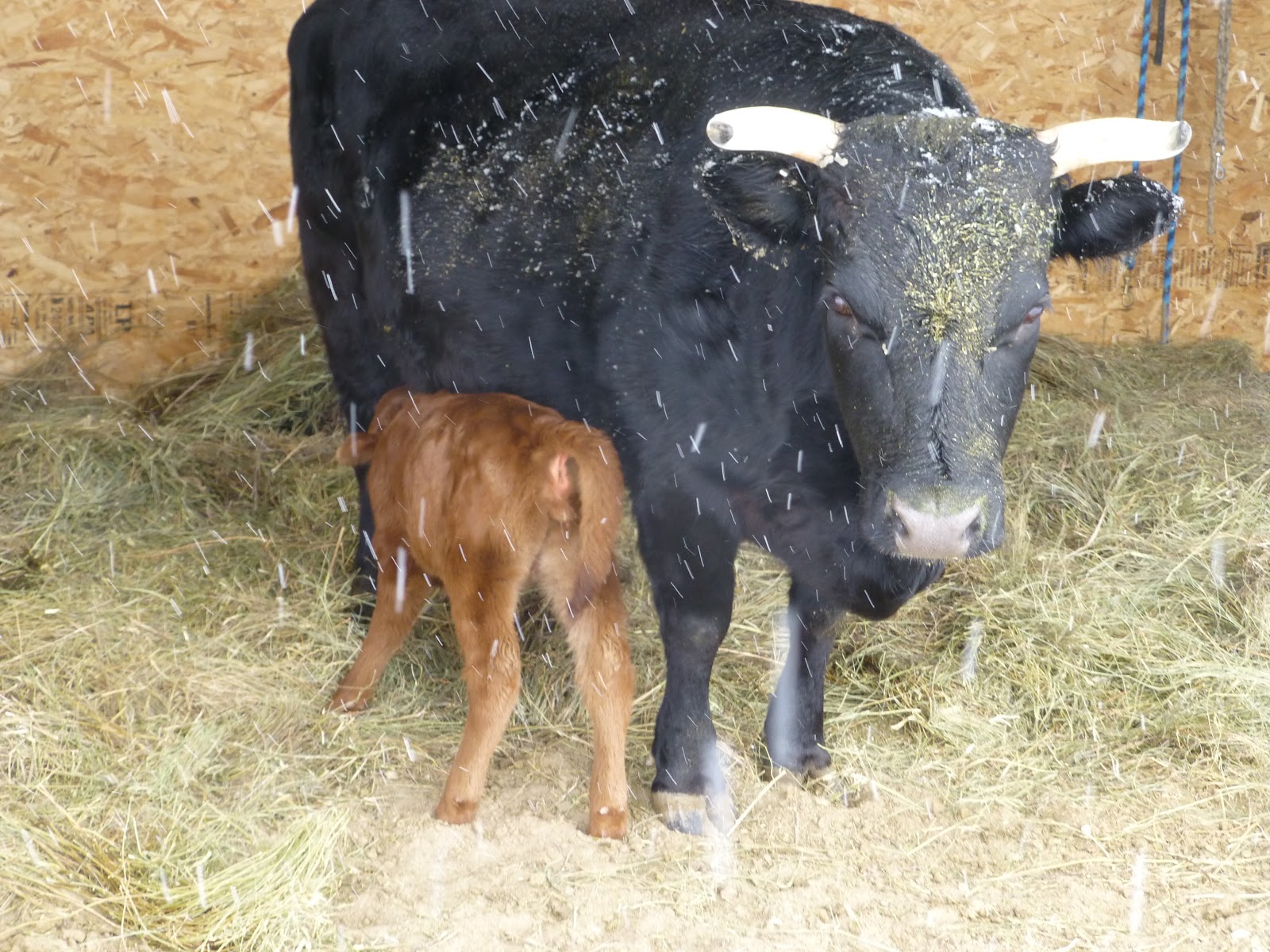 Moosters Meadows Dexters: A Poor Little Calf Who Had Lost Her Way....
