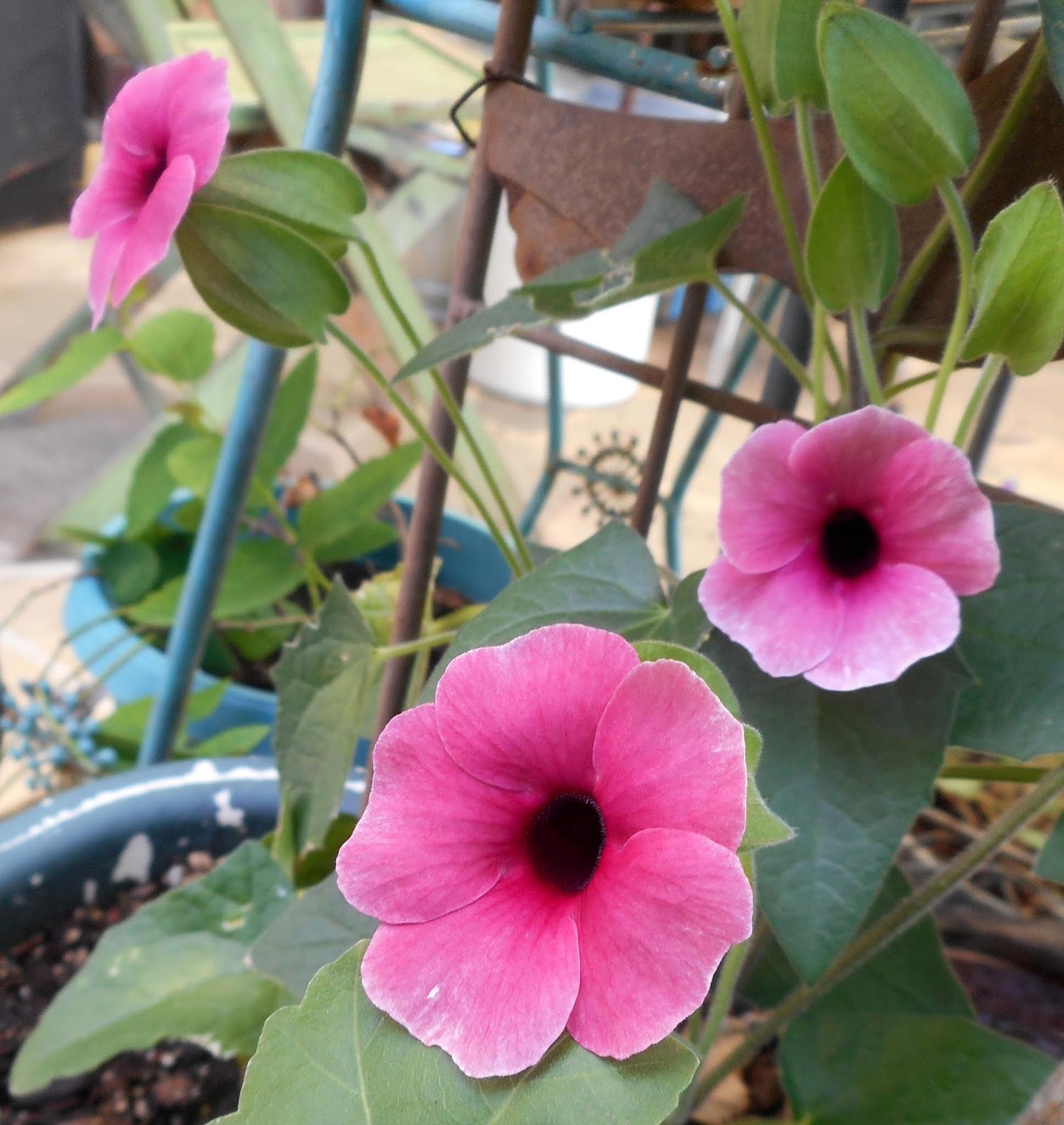 Gardening With Grace: Clematis, Geranium and a Few More