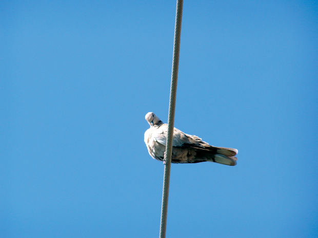 Black Feather Medicine: Pigeon: the medicine of Karma