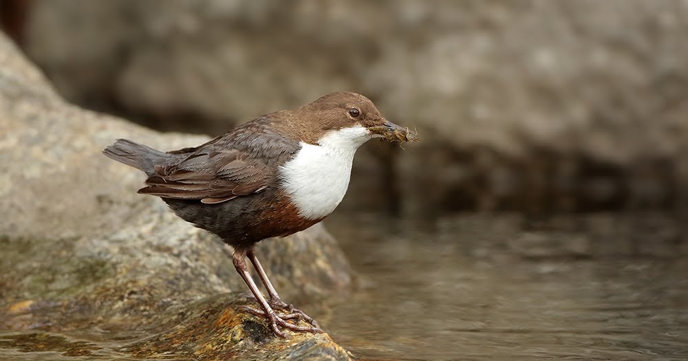 CRÒNIQUES NATURALISTES: MERLA D'AIGUA - MIRLO ACUÁTICO - WHITE THROATED ...