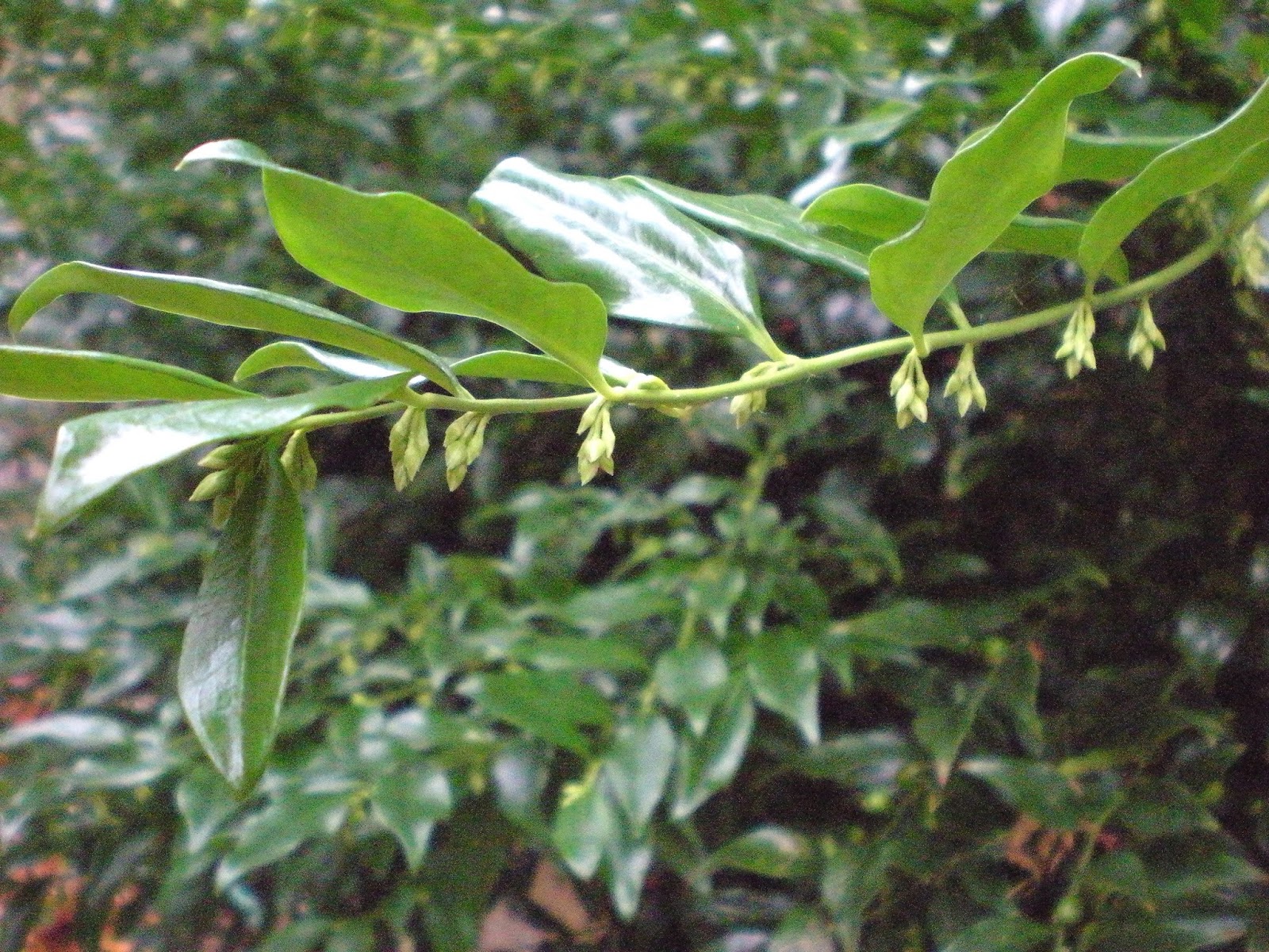 Gardening With Grace: Plant of the Week: Sarcoccoa ruscifolia