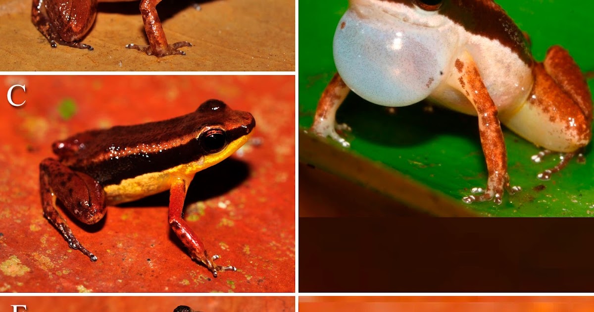 Species New to Science: [Herpetology • 2021] Allobates sieggreenae • A ...