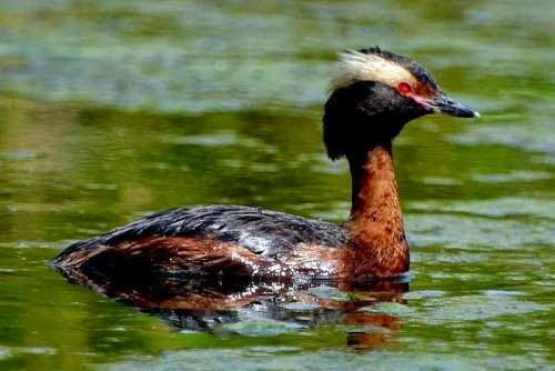 List of Indian Grebes - Pictures | Birds of India | Bird World