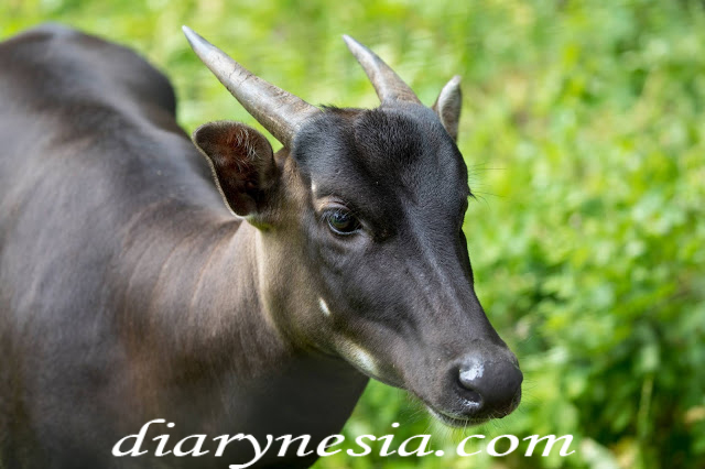 8 Native Animals of Indonesia That Need Protection