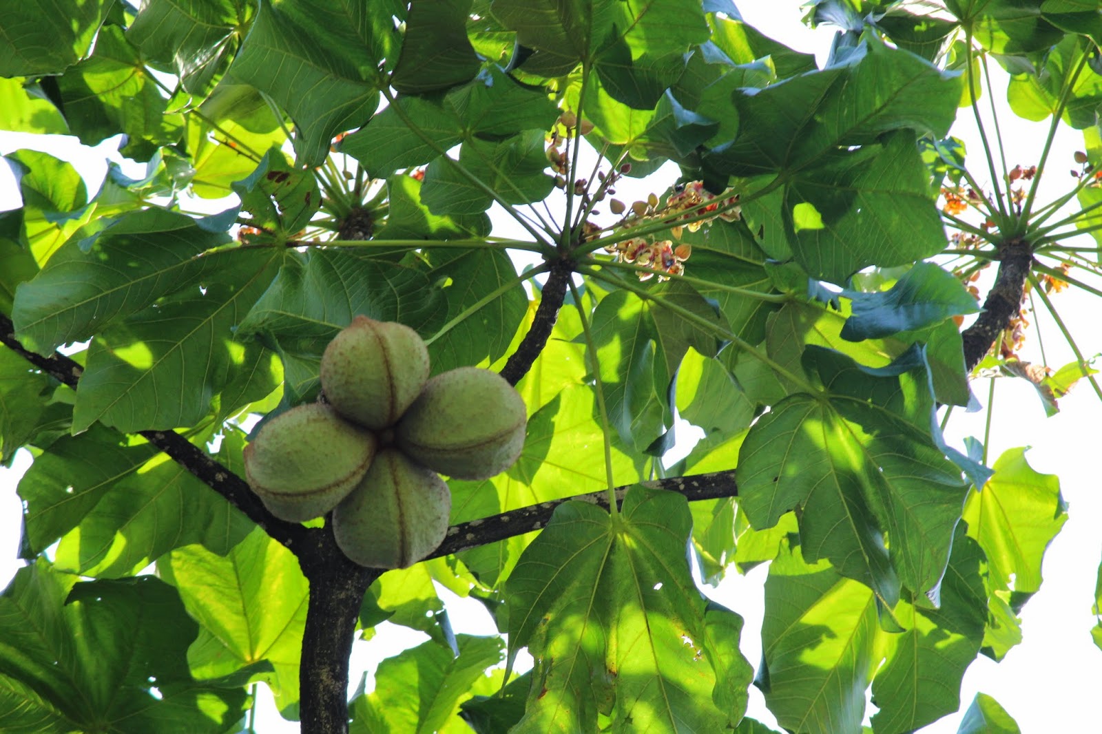 Uma flor por dia: Chichá