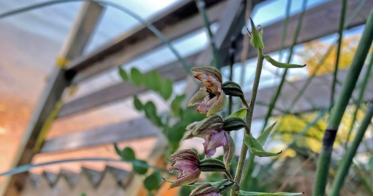 Maria's Orchids: Epipactis helleborine (Michigan's Upper Peninsula)