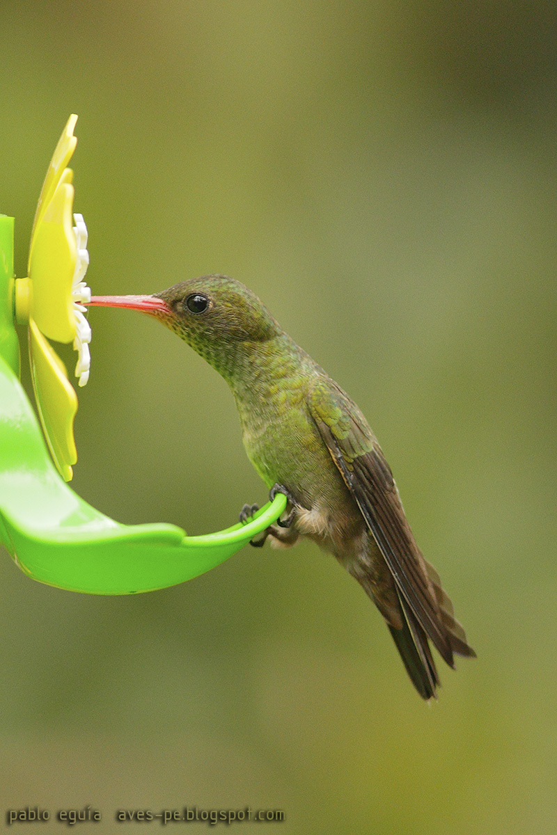 mis fotos de aves: Hylocharis chrysura Picaflor Bronceado Gilded ...