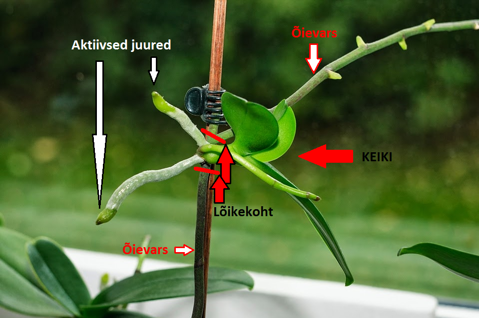 Kiisukeauh: Minu hobi. Kuukingad (orhideed).