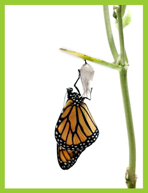 Faules i Contes d'Animals: LA PAPALLONA QUE MAI VA PODER DE VOLAR