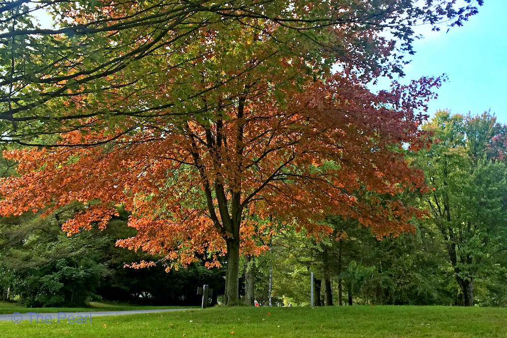 Life in the Slow Lane (The Pearl): Fall Foliage