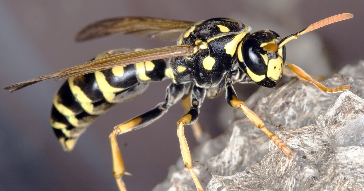 Wasp Facts Insect With Narrow waist Poisonous Sting