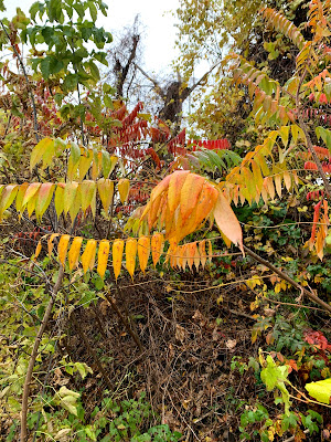 Natural Dyeing with Sumac Berries