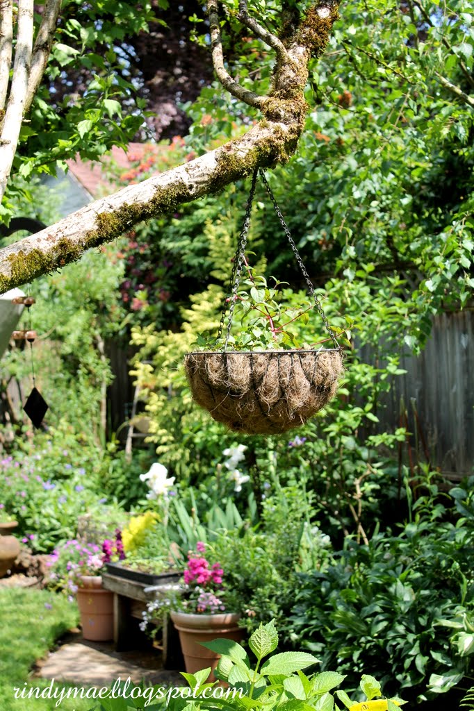 Rindy Mae: The Second Week Of May In The Garden