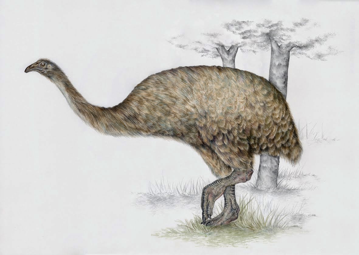 Lúcia Antunes - Dinornis robustus - South Island Giant Moa