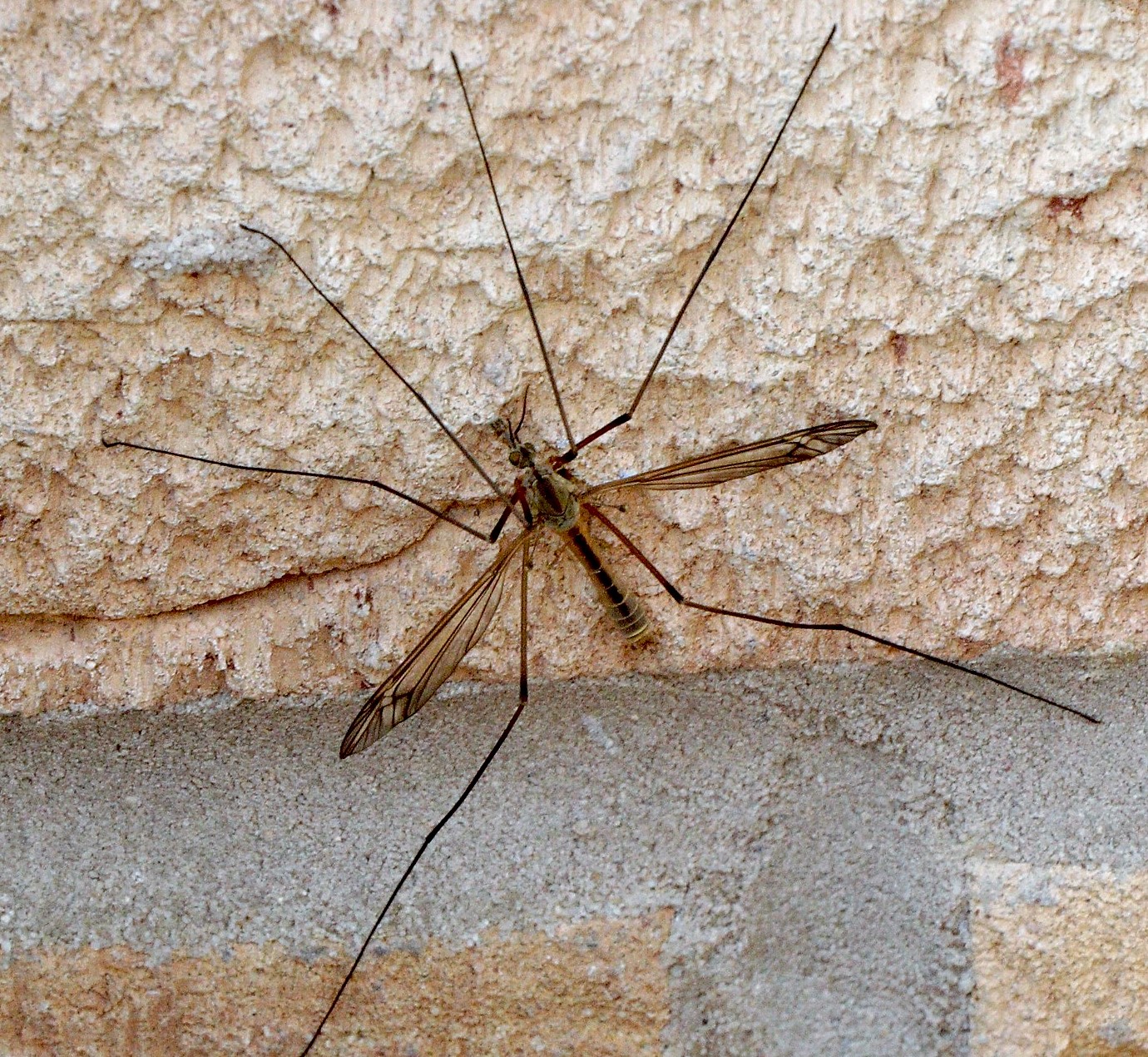 Are Daddy Long Leg Spiders Poisonous To Dogs