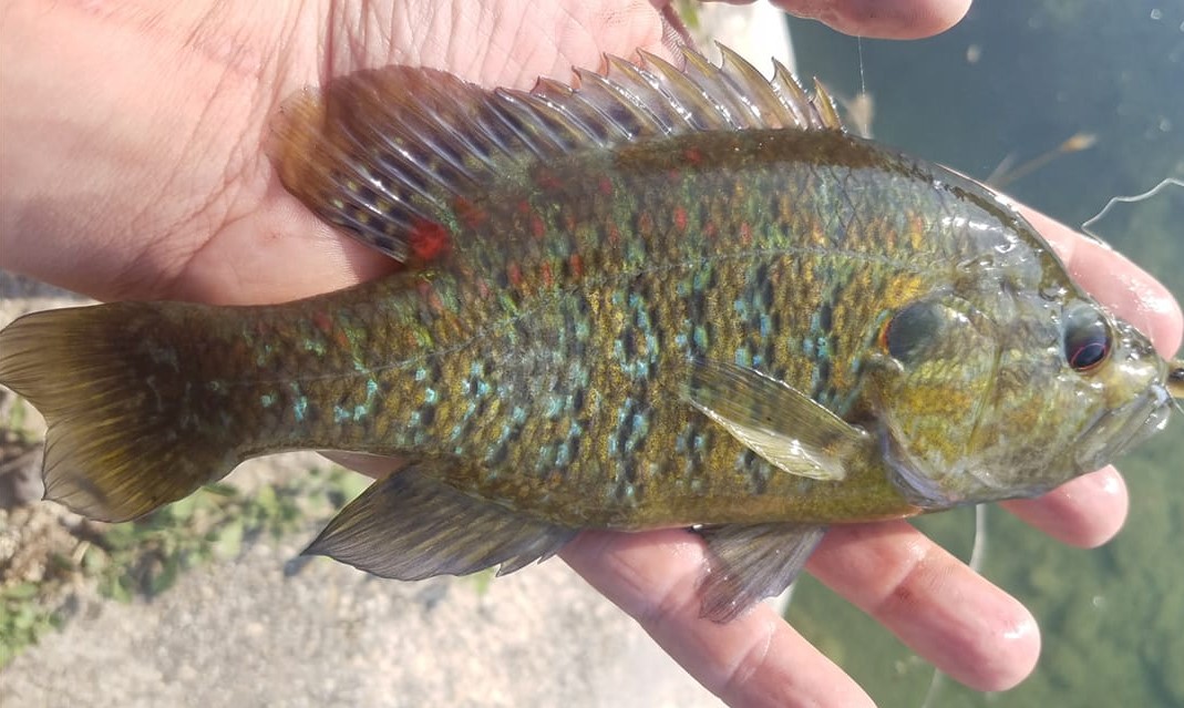 Texas Sunfish Identification Guide